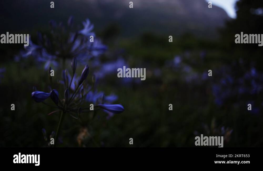 Mountain lily mountain lily Stock Videos & Footage - HD and 4K Video Clips - Alamy