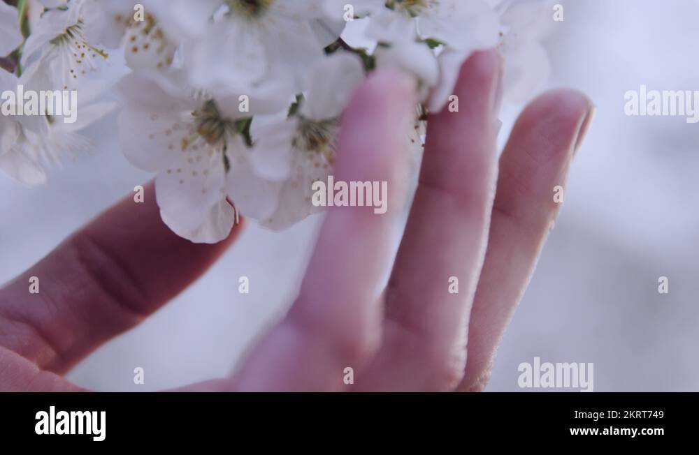 Womans hand touching flower Stock Videos & Footage - HD and 4K Video ...