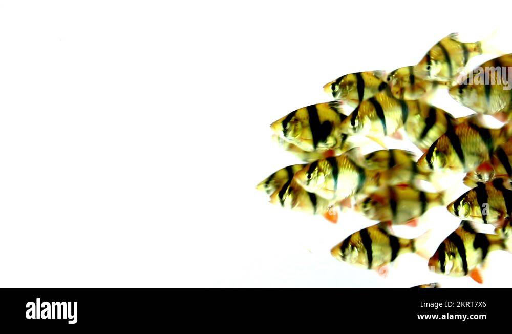Puntius fish Stock Videos & Footage - HD and 4K Video Clips - Alamy