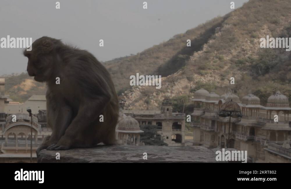 Monkey jaipur Stock Videos & Footage - HD and 4K Video Clips - Alamy