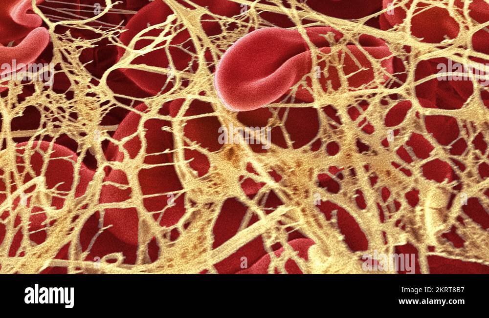 Red blood cells production Stock Videos & Footage - HD and 4K Video ...