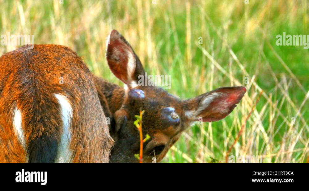 Female white tailed deer Stock Videos & Footage - HD and 4K Video Clips ...