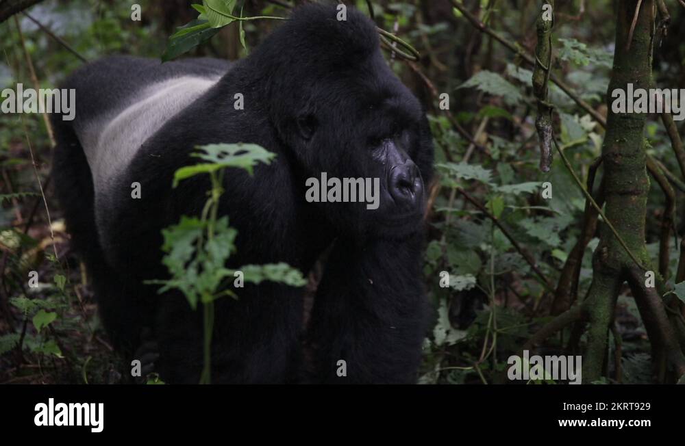 Silverback gorilla gorilla standing Stock Videos & Footage - HD and 4K ...