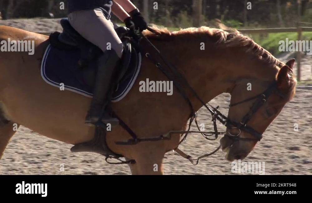 Reins of power Stock Videos & Footage - HD and 4K Video Clips - Alamy