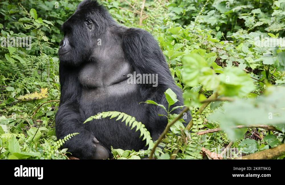 Silverback Sitting Down and Thinking Stock Video Footage - Alamy