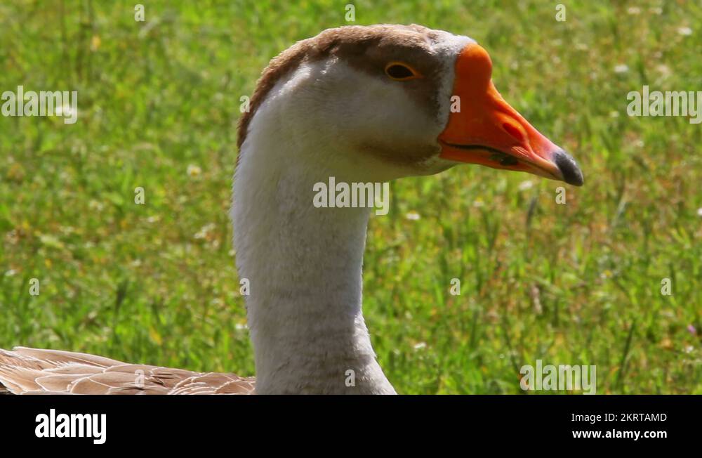 Poultry and goose Stock Videos & Footage - HD and 4K Video Clips - Alamy