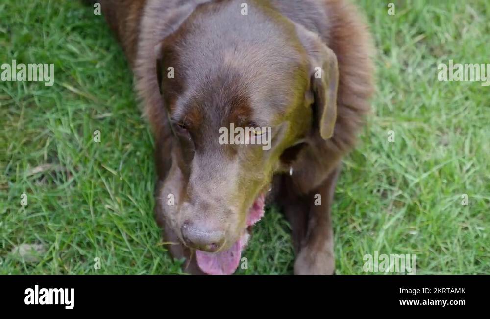 Labrador dog ball Stock Videos & Footage - HD and 4K Video Clips - Alamy