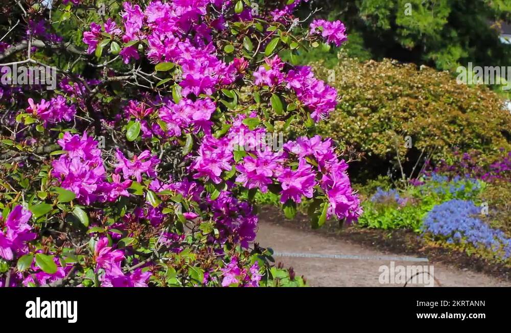 Pink azalea bush Stock Videos & Footage - HD and 4K Video Clips - Alamy