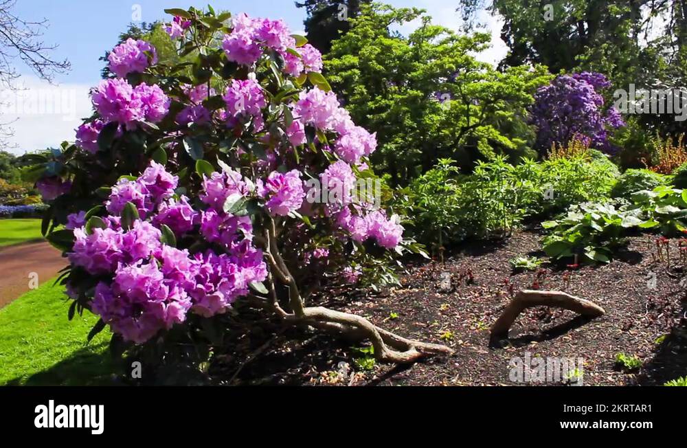 Beautiful rhododendron tree blossoms Stock Videos & Footage - HD and 4K ...