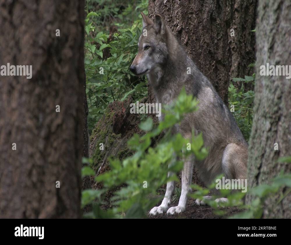 Yellowstone forest wolf Stock Videos & Footage - HD and 4K Video Clips ...