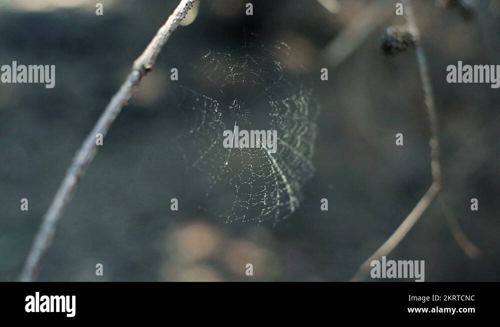 Cobweb of tree branches Stock Videos & Footage - HD and 4K Video Clips ...