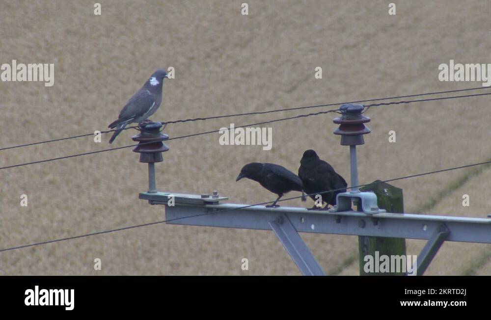Power pigeon Stock Videos & Footage - HD and 4K Video Clips - Alamy