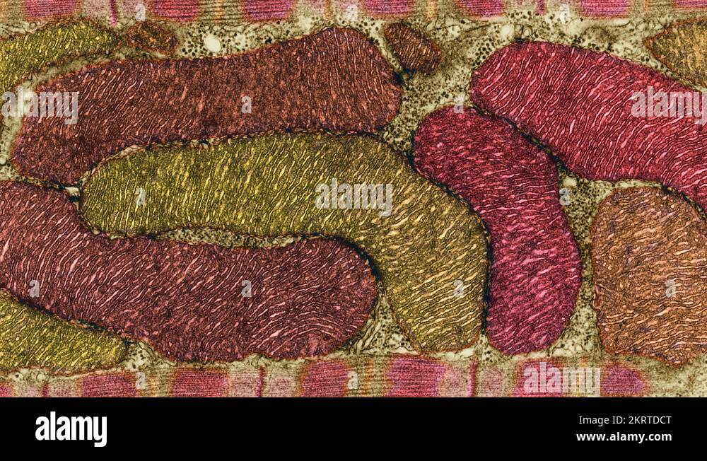 Transmission electron micrograph cell Stock Videos & Footage - HD and 4K Video Clips - Alamy