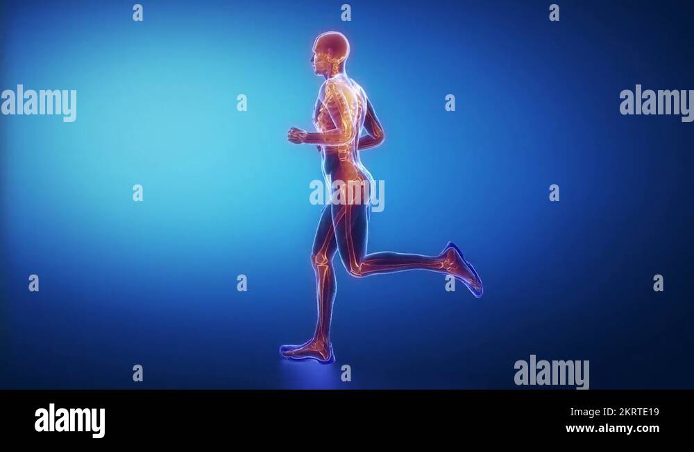 Running man anatomy Stock Videos & Footage - HD and 4K Video Clips - Alamy
