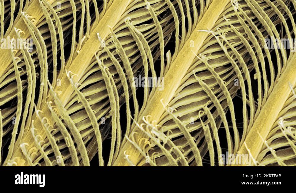 Penguin anatomy Stock Videos & Footage - HD and 4K Video Clips - Alamy