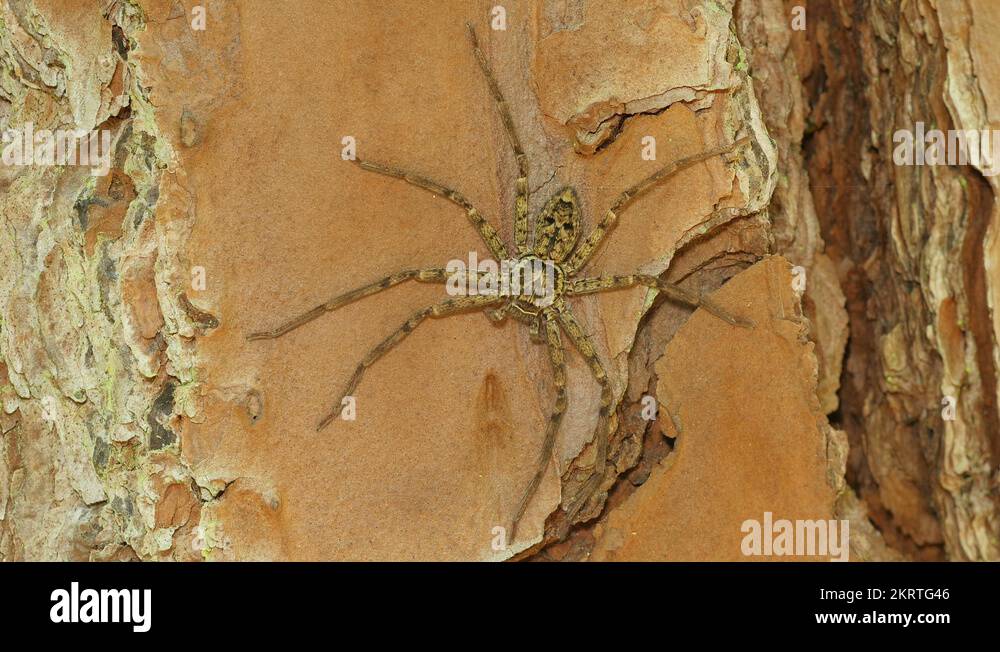 4K Huntsman Spider (Heteropoda venatoria) Male 1 Stock Video Footage ...