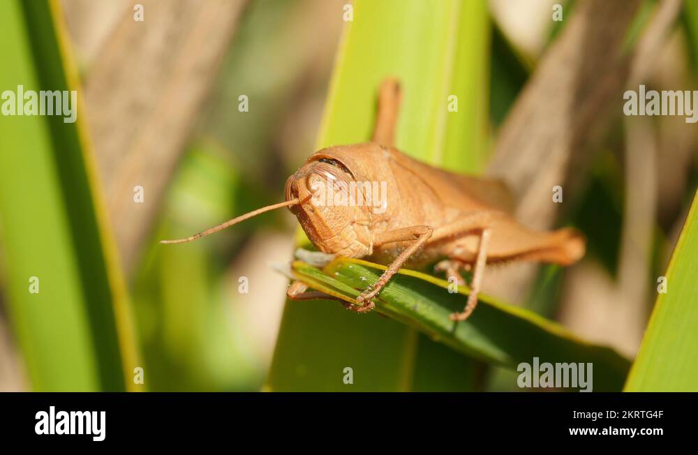Grasshopper bird Stock Videos & Footage - HD and 4K Video Clips - Alamy