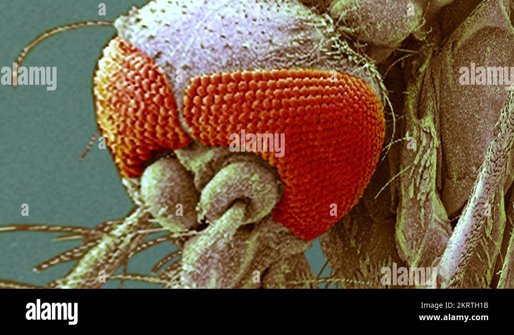 Labial Palps Structures Stock Videos And Footage Hd And 4k Video Clips Alamy
