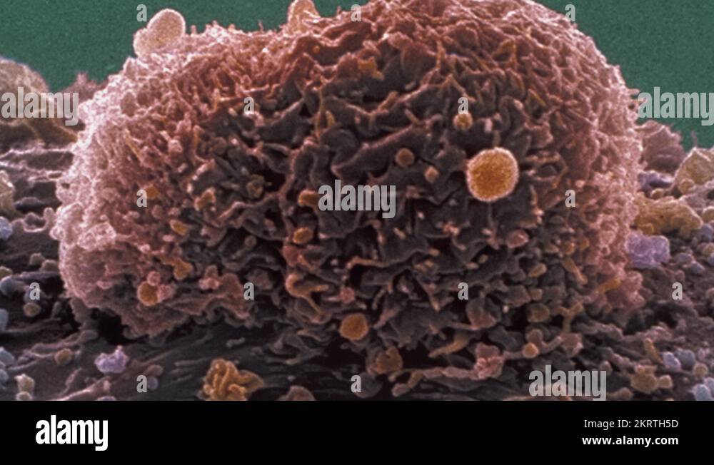 Sem cell Stock Videos & Footage - HD and 4K Video Clips - Alamy