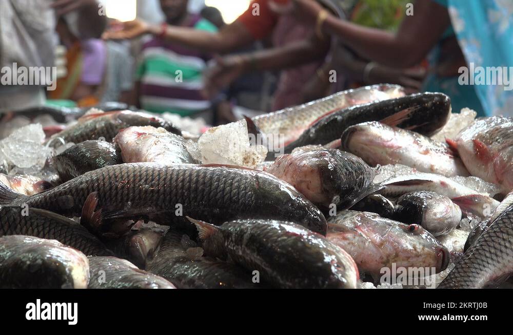 Detail of fresh fish at a fish Stock Videos & Footage - HD and 4K Video ...