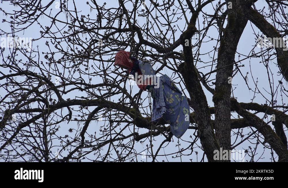 Tree witch hanging Stock Videos & Footage - HD and 4K Video Clips - Alamy