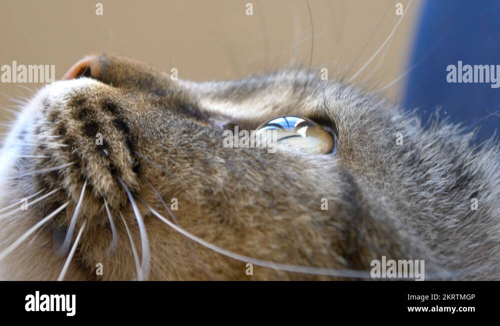 Lookalike of an eye Stock Videos & Footage - HD and 4K Video Clips - Alamy