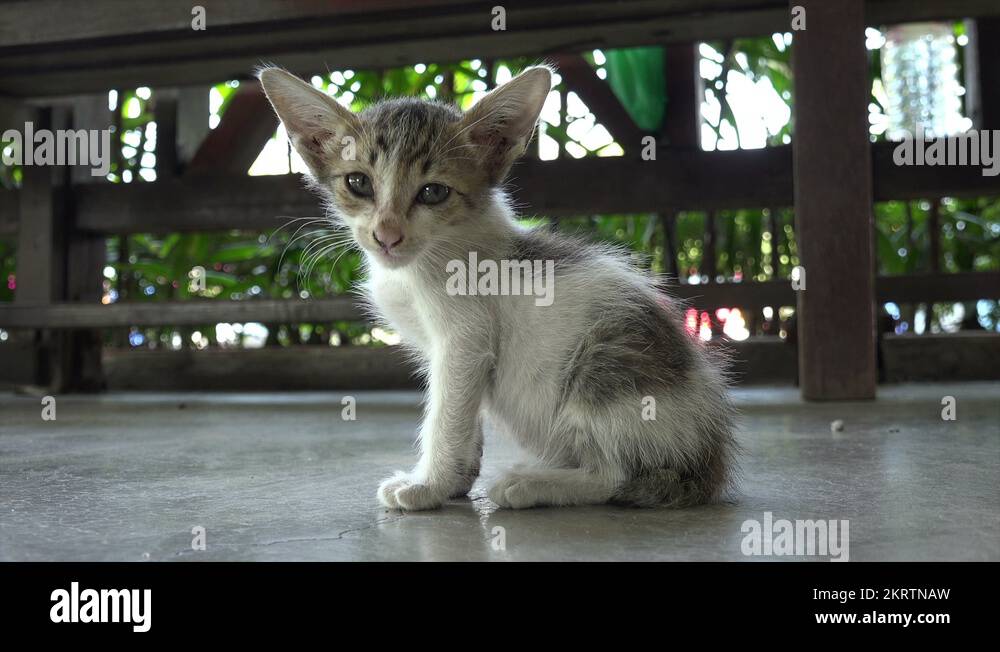 Mangy cat mangy kitten Stock Videos & Footage - HD and 4K Video Clips ...