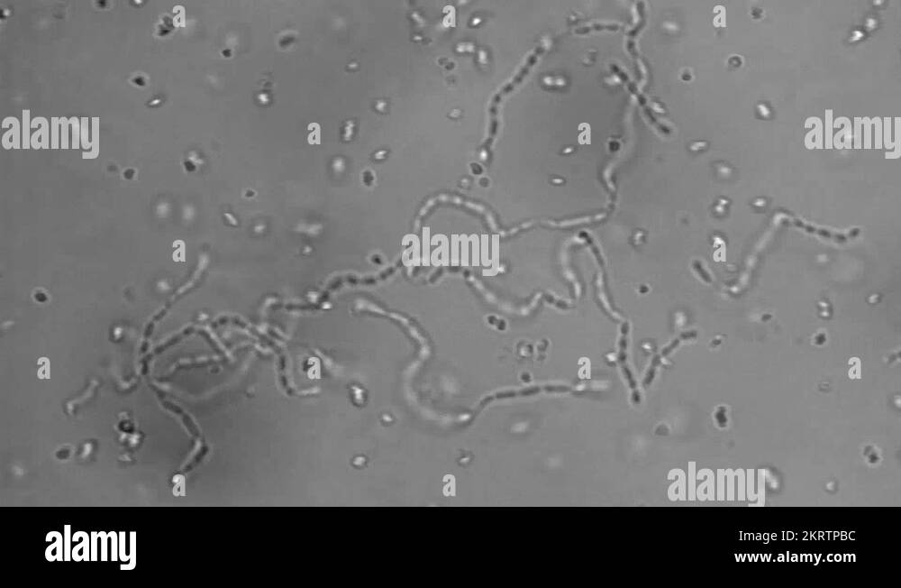 Yeast Cell Division Stock Videos And Footage Hd And 4k Video Clips Alamy