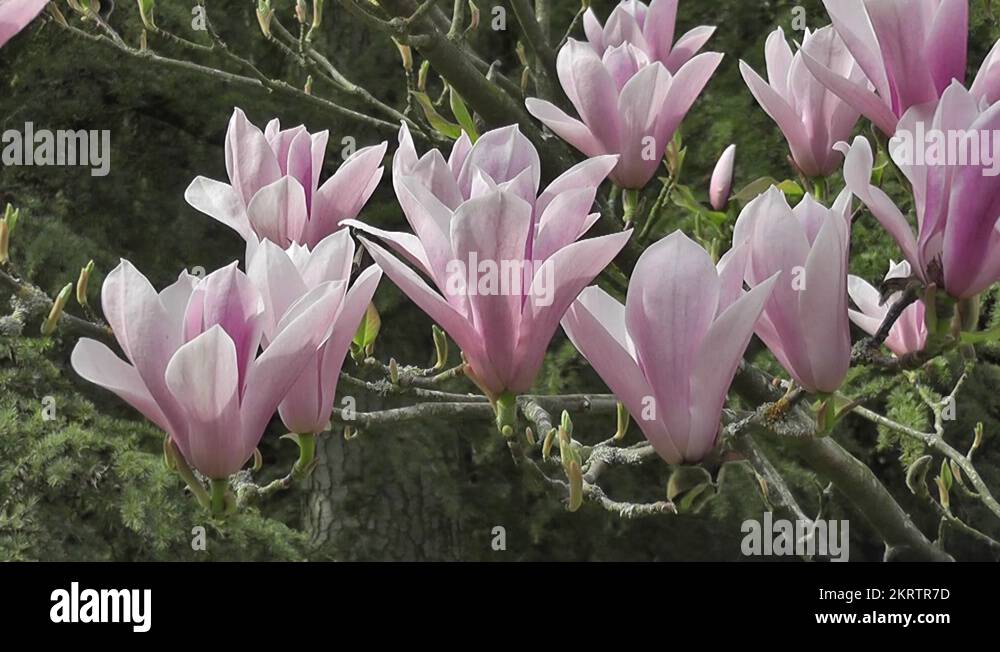 Pink magnolia tree flowers Stock Videos & Footage - HD and 4K Video ...