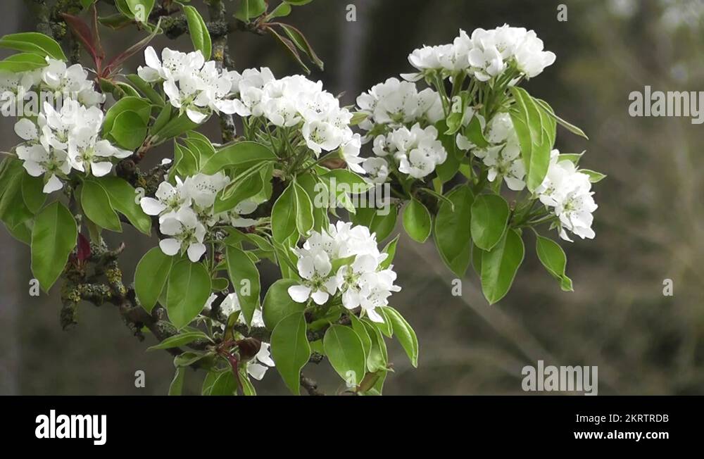 English blossom tree Stock Videos & Footage - HD and 4K Video Clips - Alamy