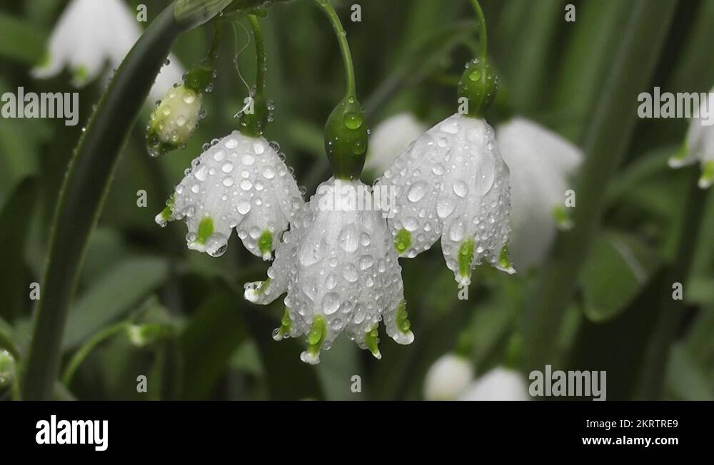 Rain soaked scenery Stock Videos & Footage - HD and 4K Video Clips - Alamy
