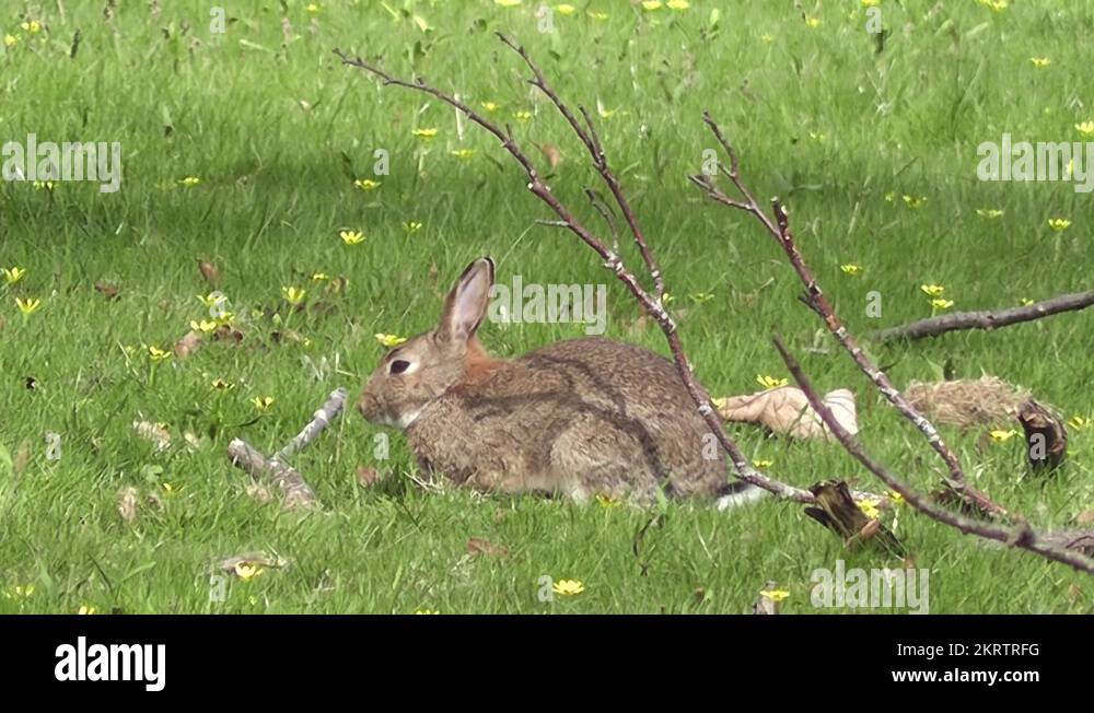 Rabbit and wildflowers Stock Videos & Footage - HD and 4K Video Clips ...