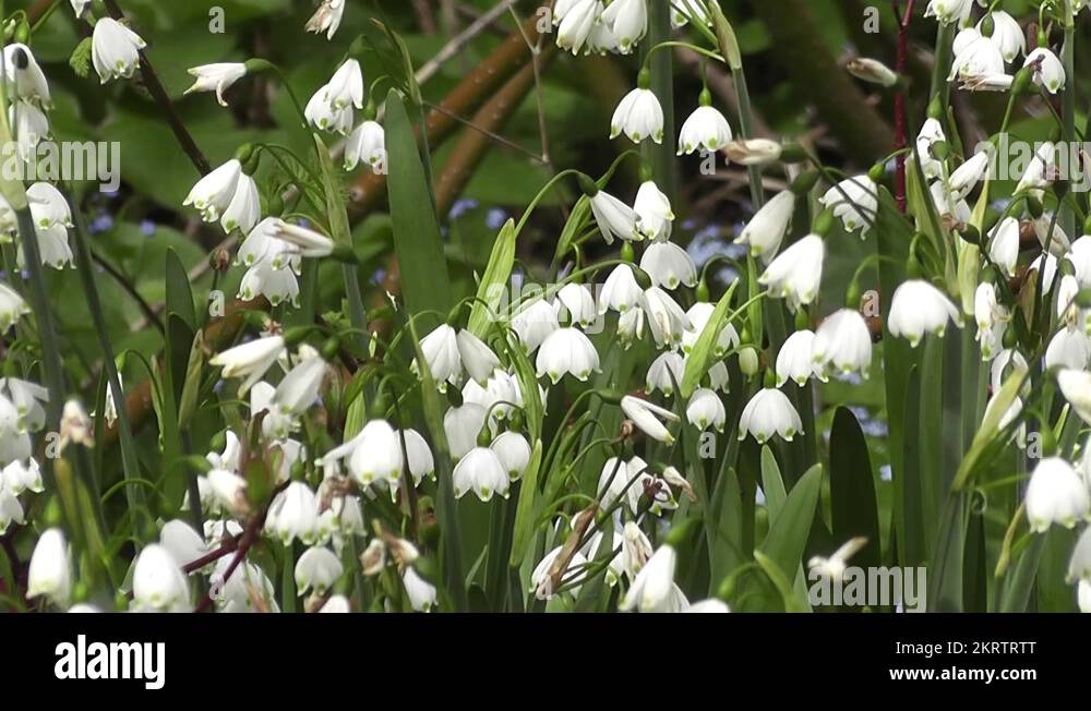 Pure white snowdrops Stock Videos & Footage - HD and 4K Video Clips - Alamy
