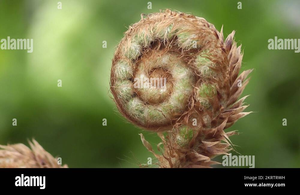 Spring Fern Frond With Fibonacci Phi Spiral Golden Ratio Stock Video ... Spring Fern Frond With Fibonacci Phi Spiral Golden Ratio Stock Video ...