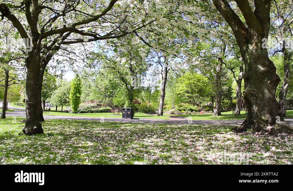 Kelvingrove Park in Spring with blooming trees in Glasgow, Scotland, UK ...