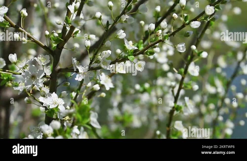 Spring blossom tree branches Stock Videos & Footage - HD and 4K Video ...