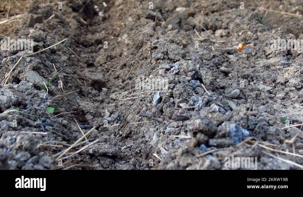 Damage to seeds Stock Videos & Footage - HD and 4K Video Clips - Alamy