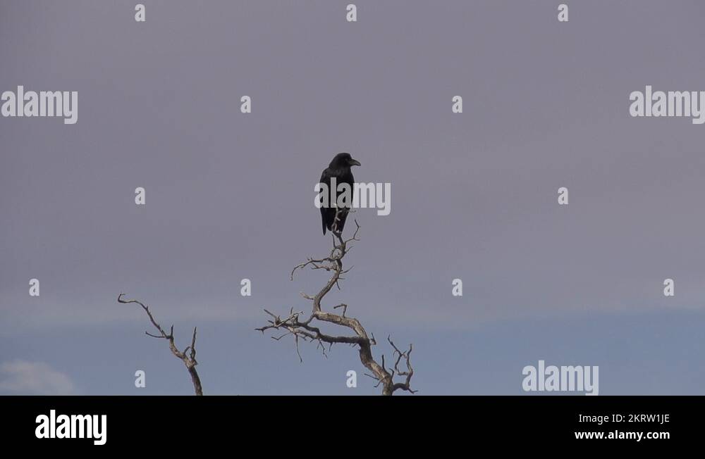Crow taking off from branch Stock Videos & Footage - HD and 4K Video ...
