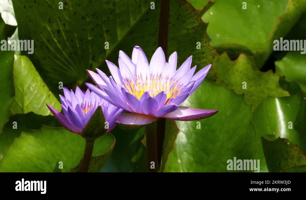 Petals of plants and tropical lotus flowers Stock Videos & Footage - HD ...