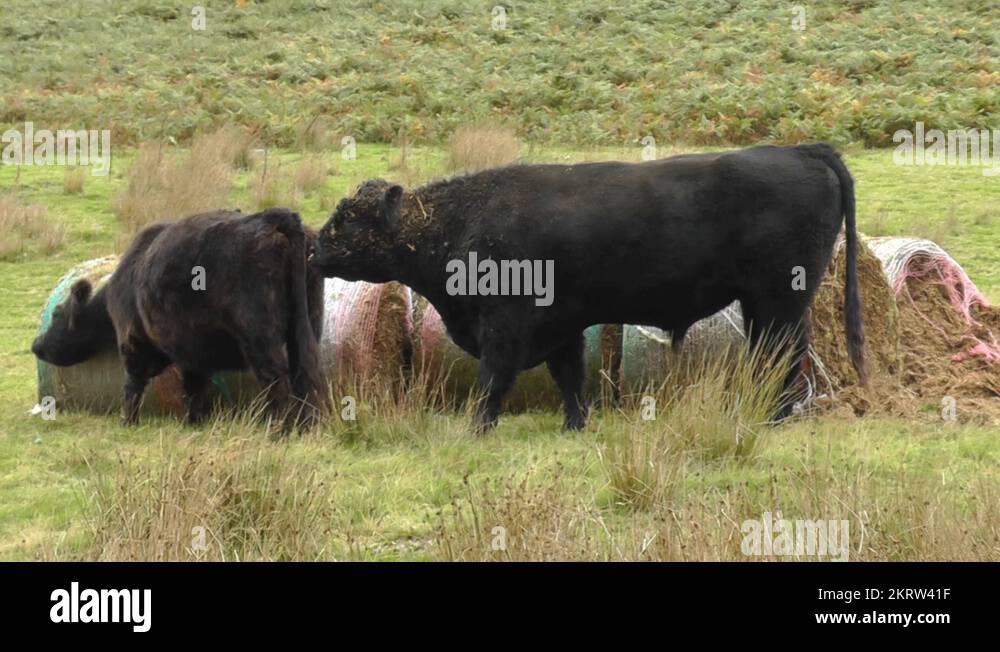 Animal hay bale Stock Videos & Footage - HD and 4K Video Clips - Alamy