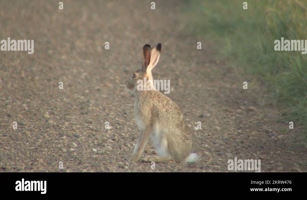 Jack rabbit Stock Videos & Footage - HD and 4K Video Clips - Alamy