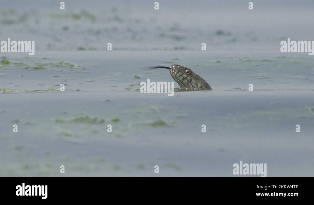 Head Snake River Natrix floats reptile in water on river among green ...