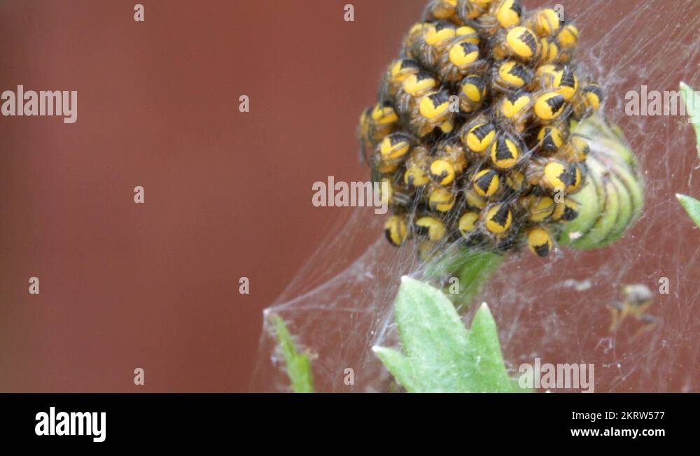 Spider spiderlings Stock Videos & Footage - HD and 4K Video Clips - Alamy