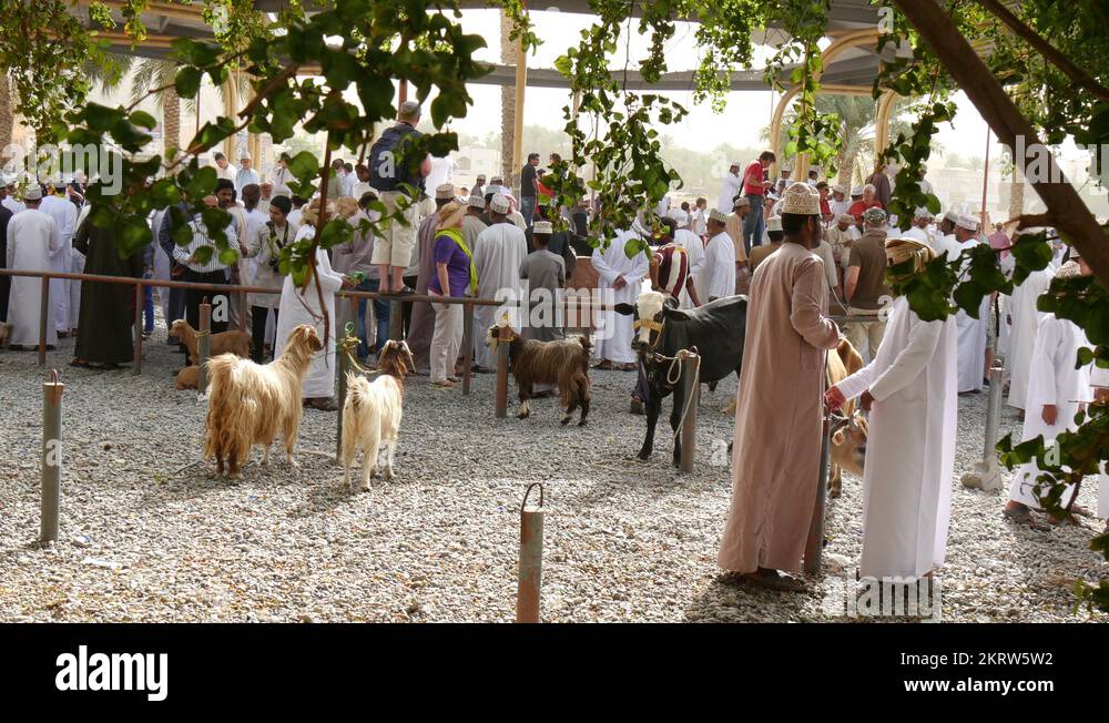 Goat selling Stock Videos & Footage - HD and 4K Video Clips - Alamy