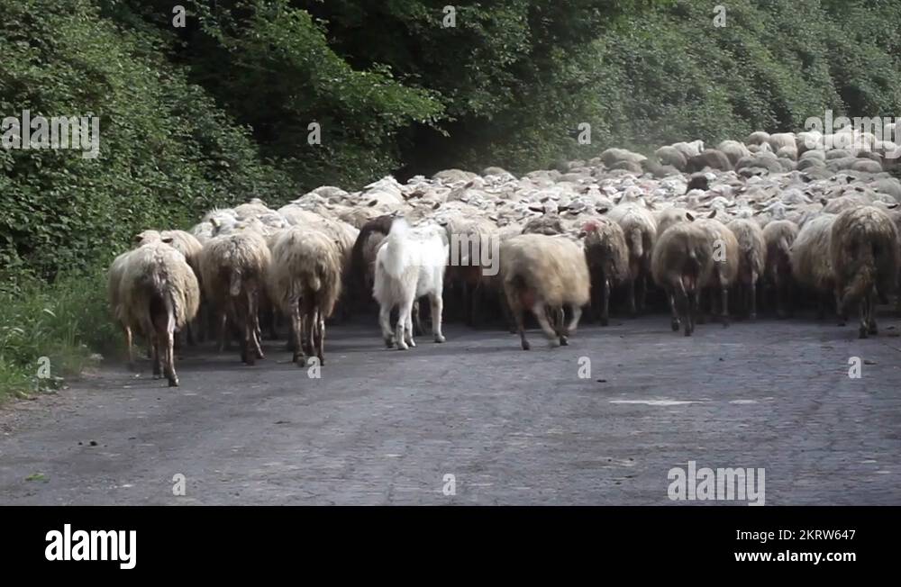 Shepherd with sheep dogs Stock Videos & Footage - HD and 4K Video Clips ...