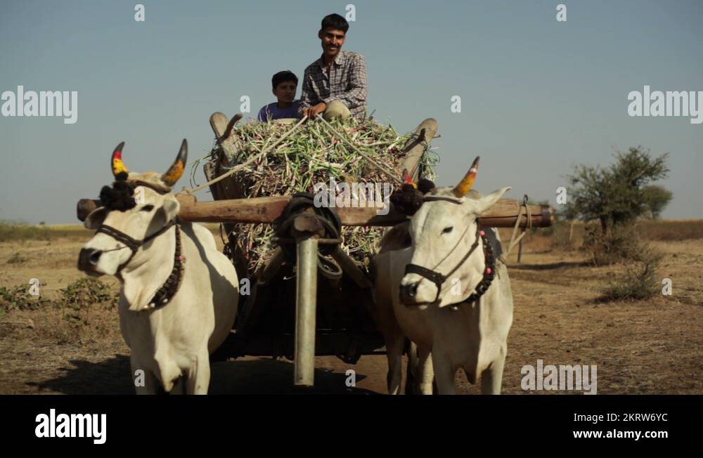 Cow cart Stock Videos & Footage - HD and 4K Video Clips - Alamy