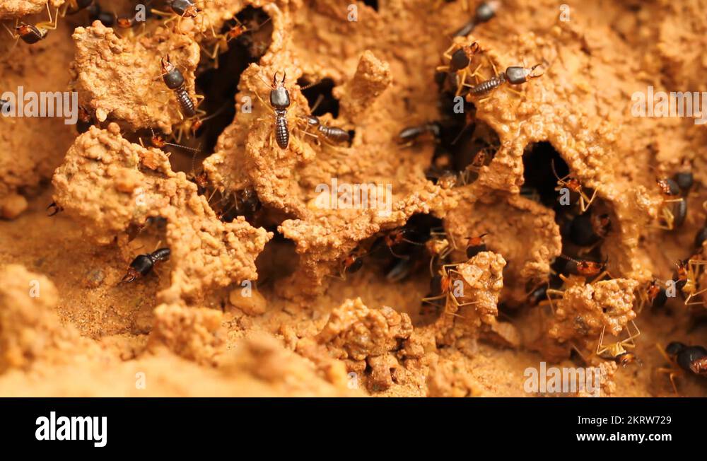 Wood eating insects Stock Videos & Footage - HD and 4K Video Clips - Alamy