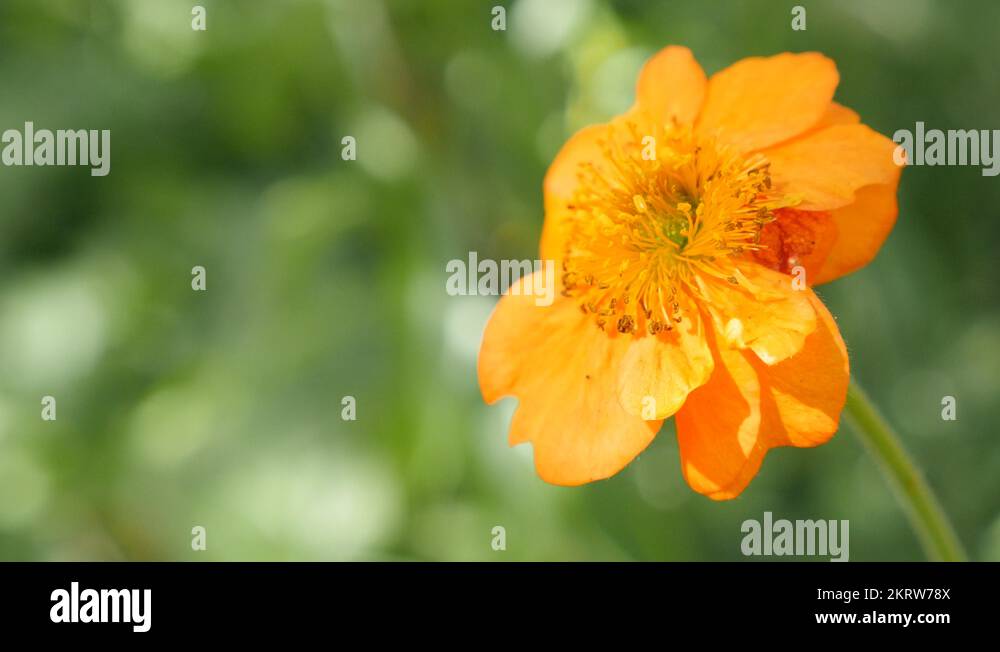 High resolution marigold Stock Videos & Footage - HD and 4K Video Clips ...