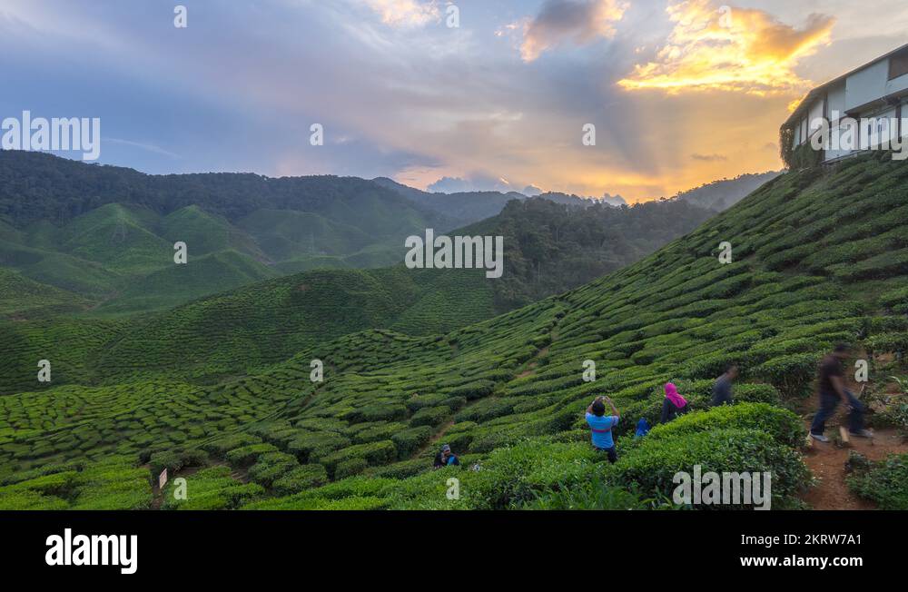 Flora cameron Stock Videos & Footage - HD and 4K Video Clips - Alamy