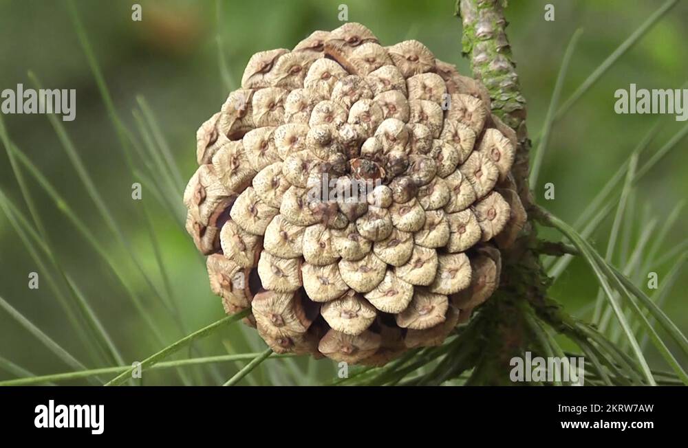 Pinecone Fibonacci Numbers Pattern Stock Videos And Footage Hd And 4k Video Clips Alamy
